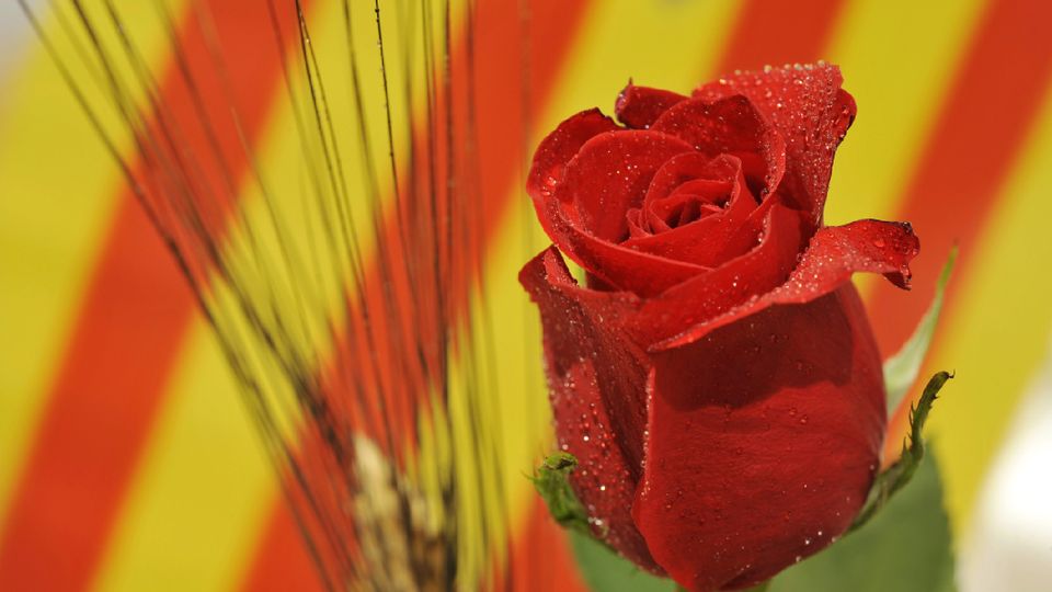 Sant Jordi 2025: la celebración de la cultura y el amor en Barcelona ...